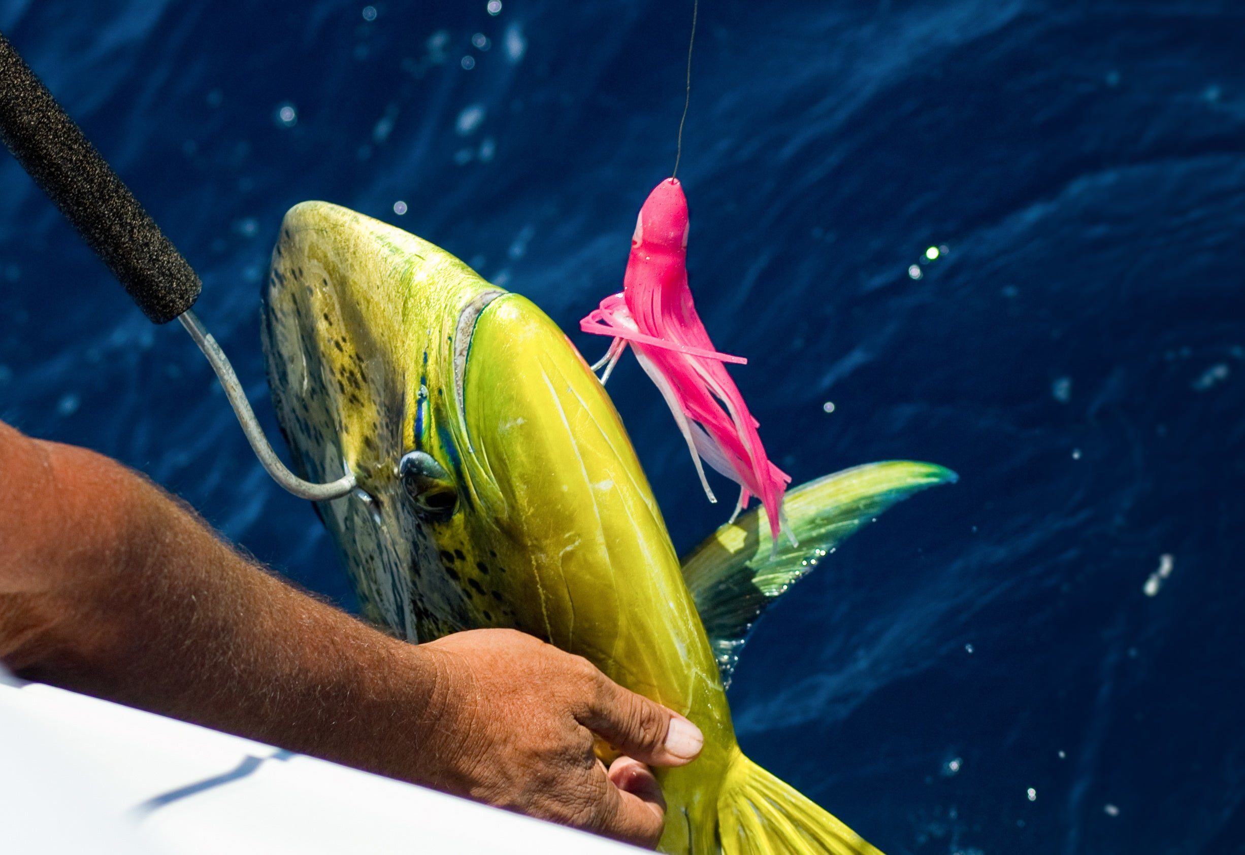 The Need for Speed: Optimal Trolling Speed for Mahi Mahi Fishing ...