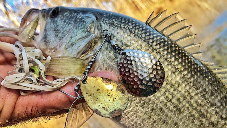 Buzzbait Vs Chatterbait: Which Lure Shines Brightest? - FishingScope
