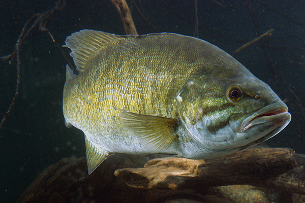 Bass Weight Calculator: Use Length Charts to Maximize Your Catch ...